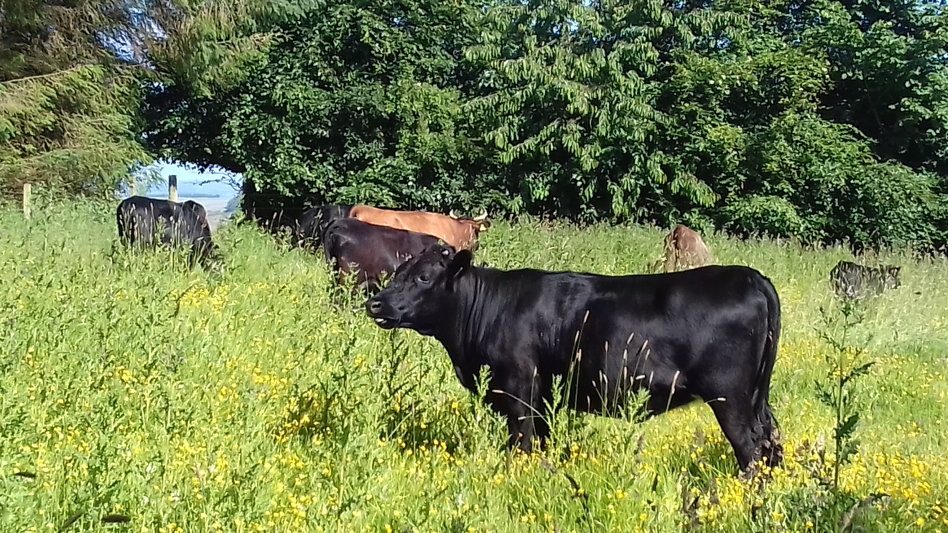 Fife Dexters – 100% Grass Fed Organic Beef from North East Fife, Scotland